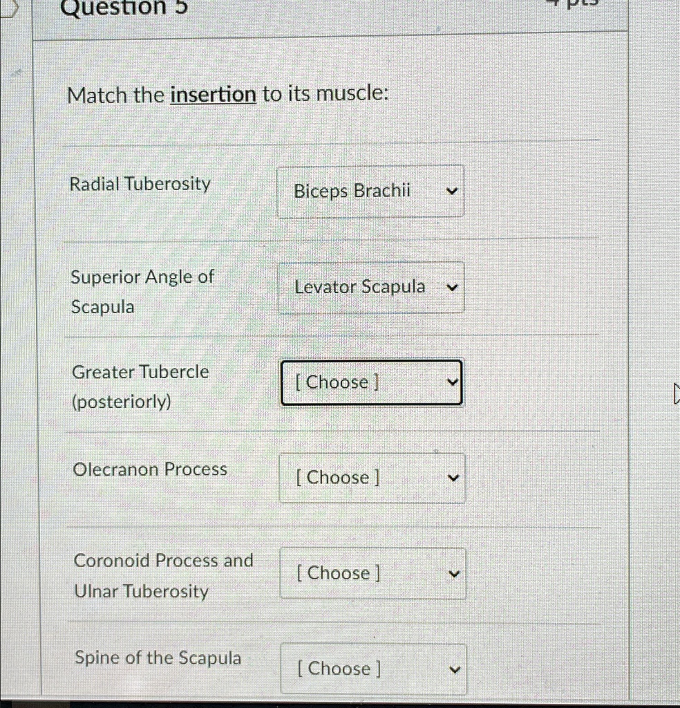 Match the insertion to its muscle: Radial Tuberosity - Biceps Brachii ...