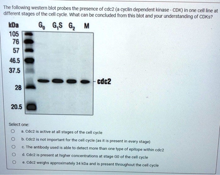 SOLVED: The following western blot probes the presence of cdc2 (a ...