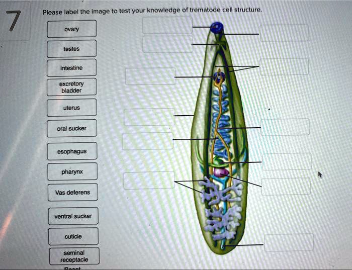 7 Please label the image to test your knowledge of trematode cell ...