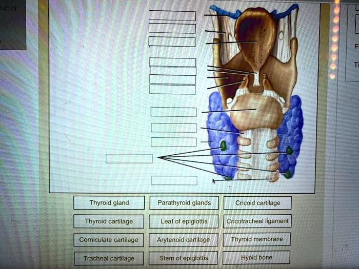 SOLVED: Thyroid gland Parathyroid glands Cricoid cartilage Thyroid ...