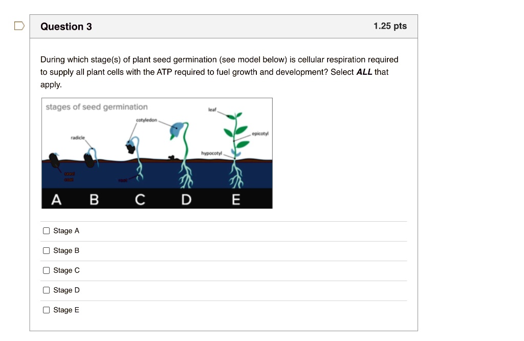 SOLVED: Question 3 1.25 pts During which stage(s) of plant seed ...
