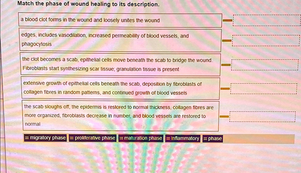 VIDEO solution: Match the phase of wound healing to its description. a ...
