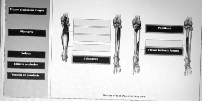 Flexor digitorum longus Plantaris Flexor hallucis longus Calcaneus ...