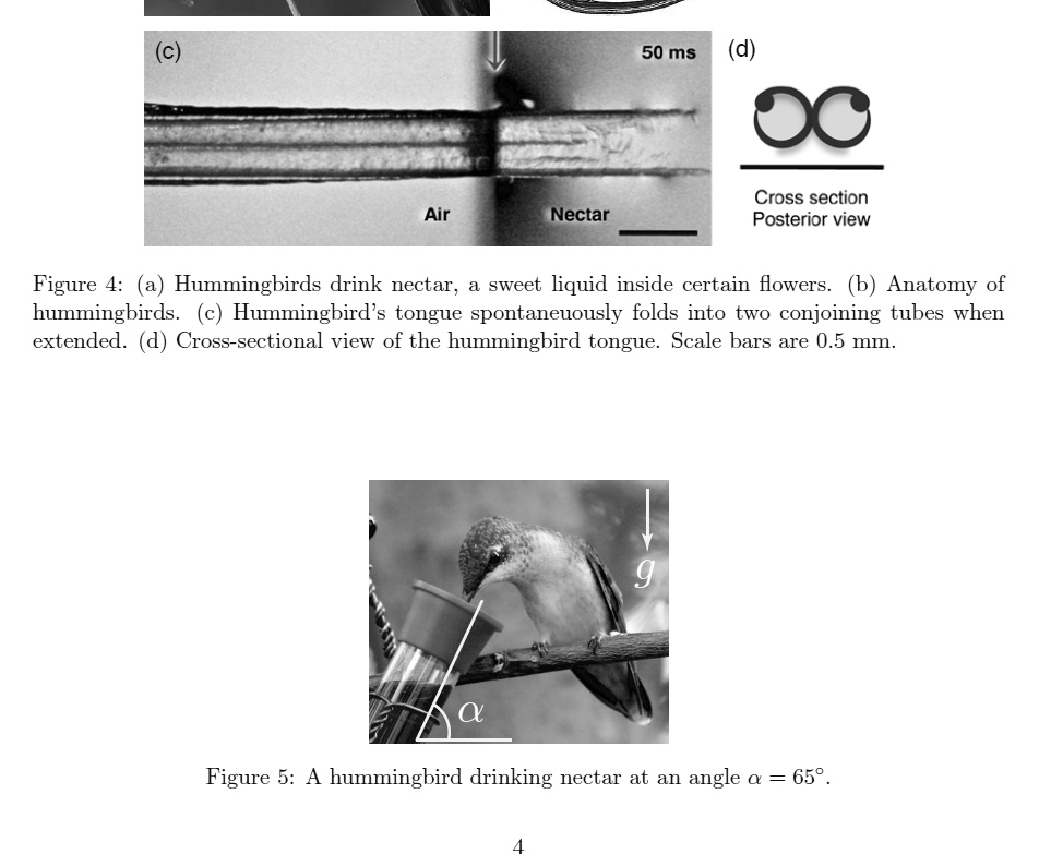 SOLVED:(c) 50 ms (d) Cross section Posterior view Air Nectar Figure 4 ...