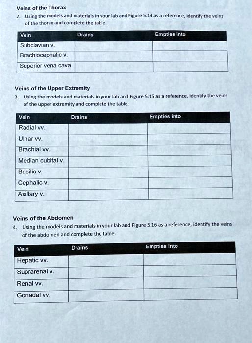veins of the thorax using the models and maleal your iab and firurc olint tnorax and complete ...