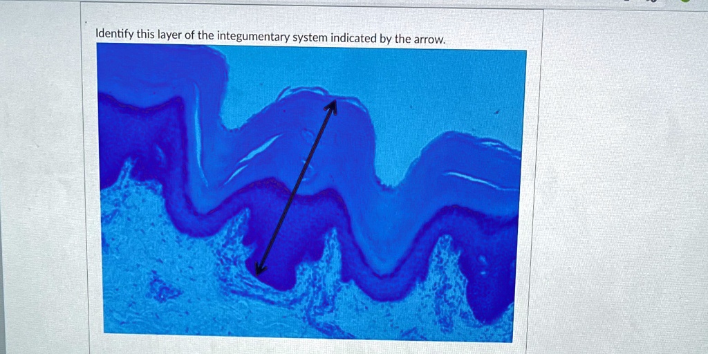 SOLVED: 'Identify this layer of the integumentary system indicated by the arrow:'