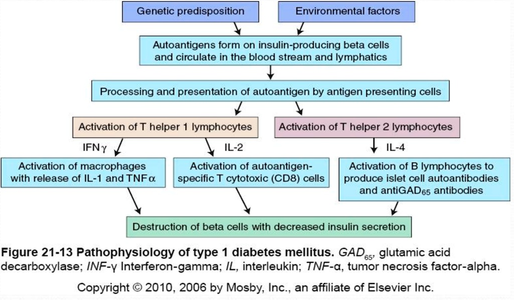 Genetic predisposition Environmental factors Autoantigens form on ...