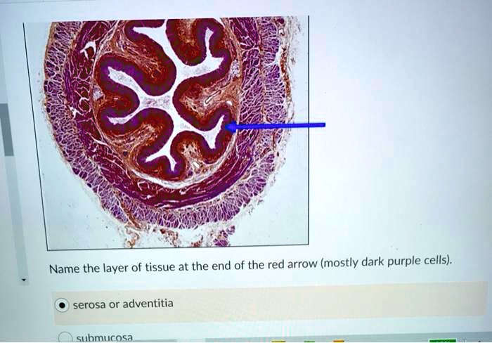 name the layer of tissue at the end of the red arrow mostly dark purple ...