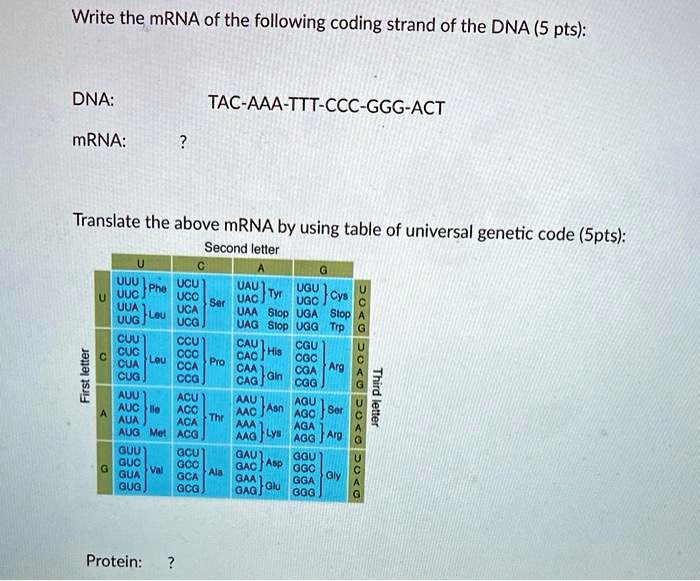 write the mrna of the following coding strand of the dna 5 pts dna tac ...