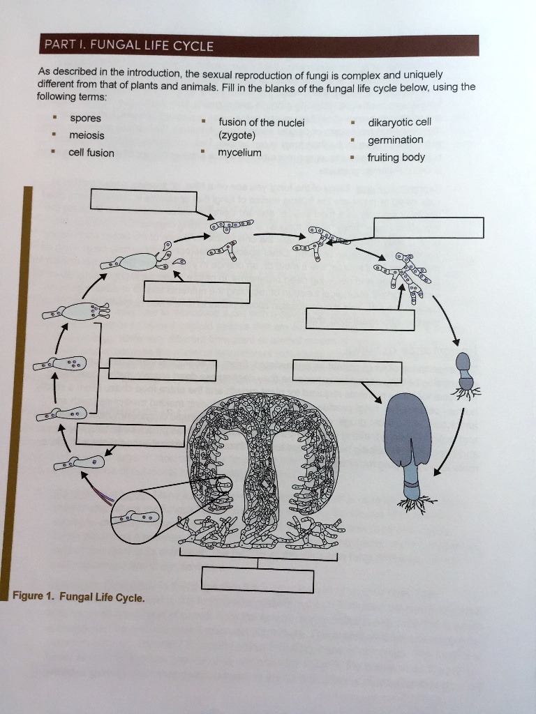 PART I. FUNGAL LIFE CYCLE As described in the introduction,...