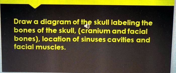 SOLVED: Draw a diagram of the skull, labeling the bones of the skull ...