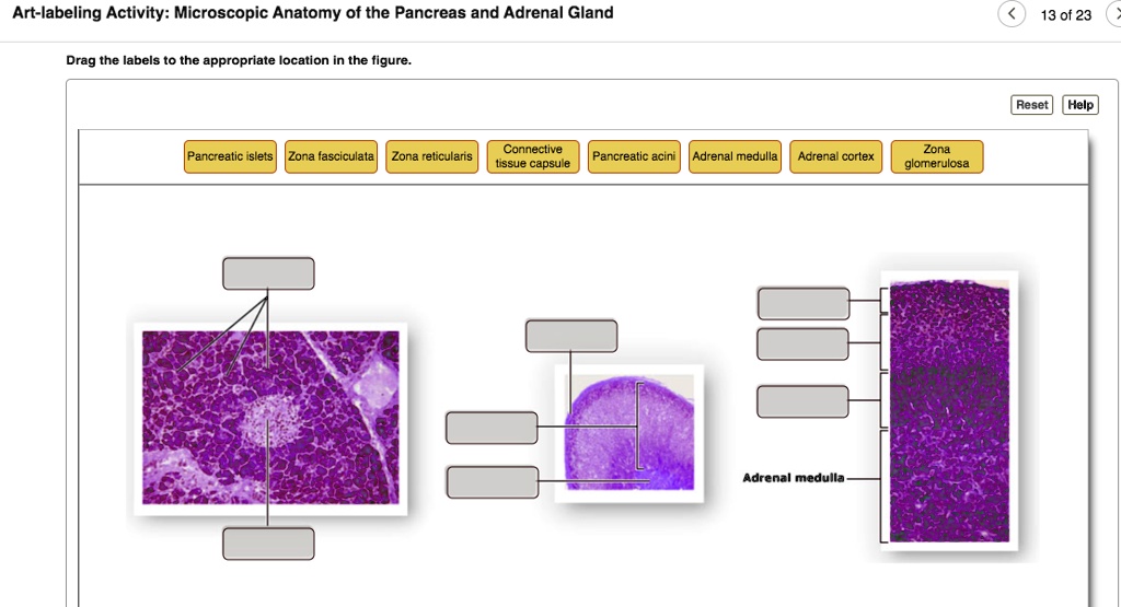 art labeling activity microscopic anatomy of the pancreas and adrenal ... art labeling activity microscopic anatomy of the pancreas and adrenal ...