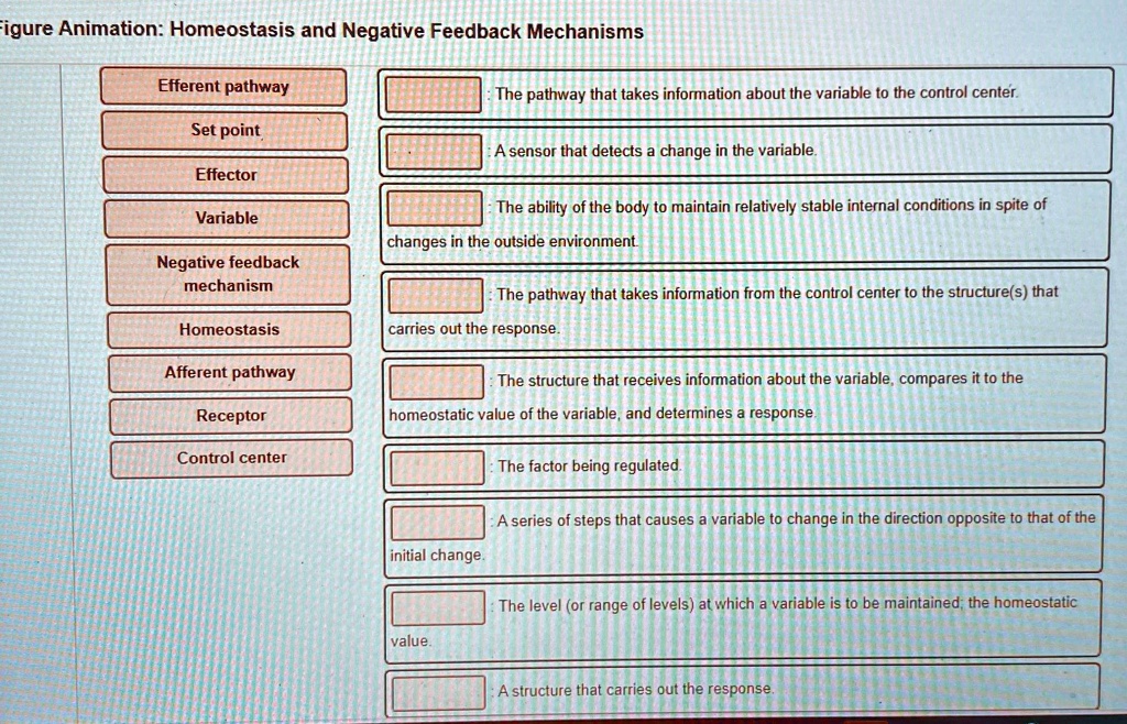 Figure Animation: Homeostasis and Negative Feedback Mechanisms Efferent ...