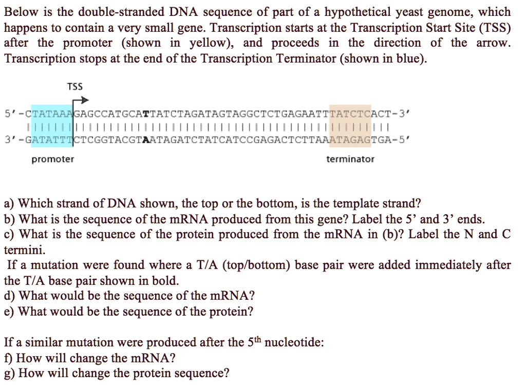 Below is the double-stranded DNA sequence of part of a hypothetical ...