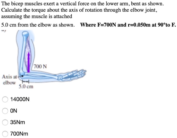 The bicep muscles exert a vertical force on the lower arm, bent as ...