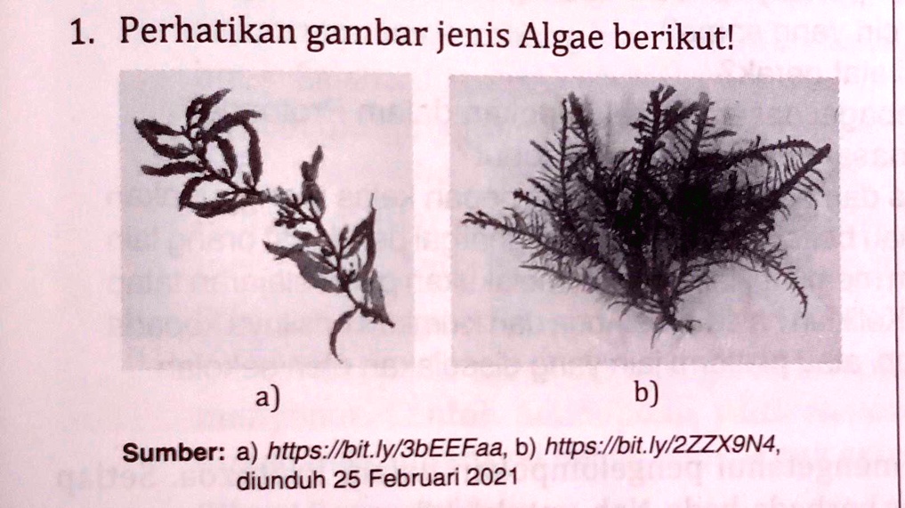 SOLVED: kedua jenis alga tersebut ditemukan di air laut. namun ...