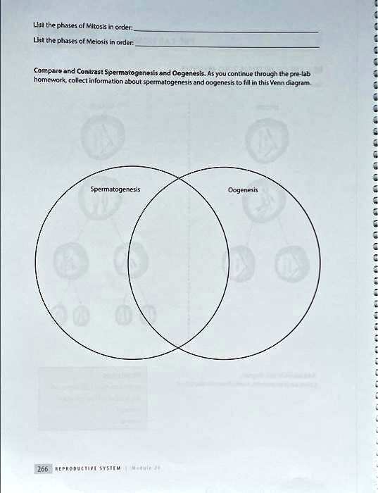 List the phases of Mitosis in order: List the phases of Meiosis in ...