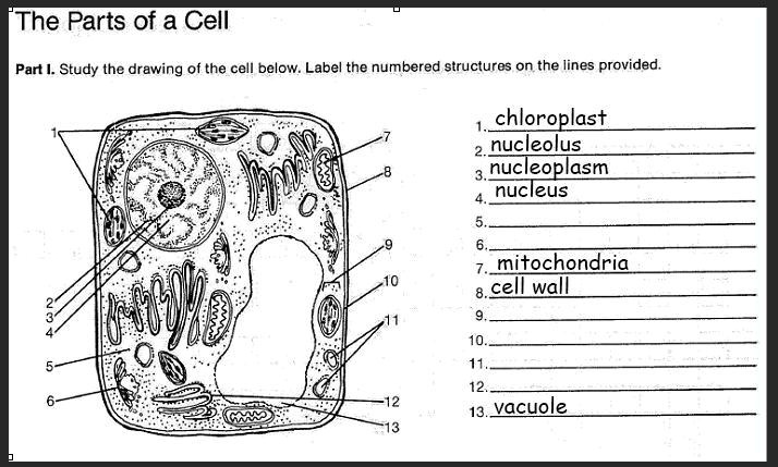 SOLVED: PARTS OF A CELL— Could someone help me fill in the rest of the ...