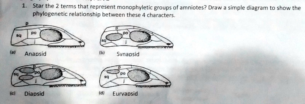 SOLVED: 1. Star the 2 terms that represent monophyletic groups of ...