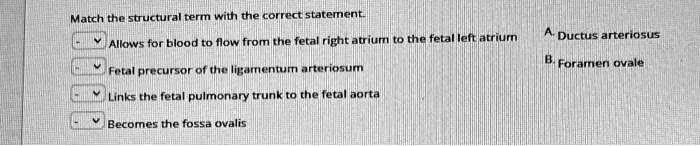 Match the structural term with the correct statement. Allows for blood ...