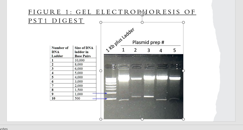 SOLVED: From the figure: 1) Calculate the distance migrated by each DNA ...