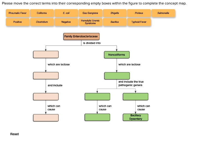 Please move the correct terms into their corresponding empty boxes within the figure to complete ...