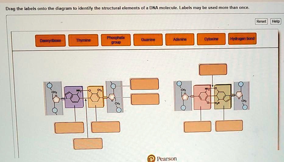 Label The Diagram According To The Components Solved Drag Th