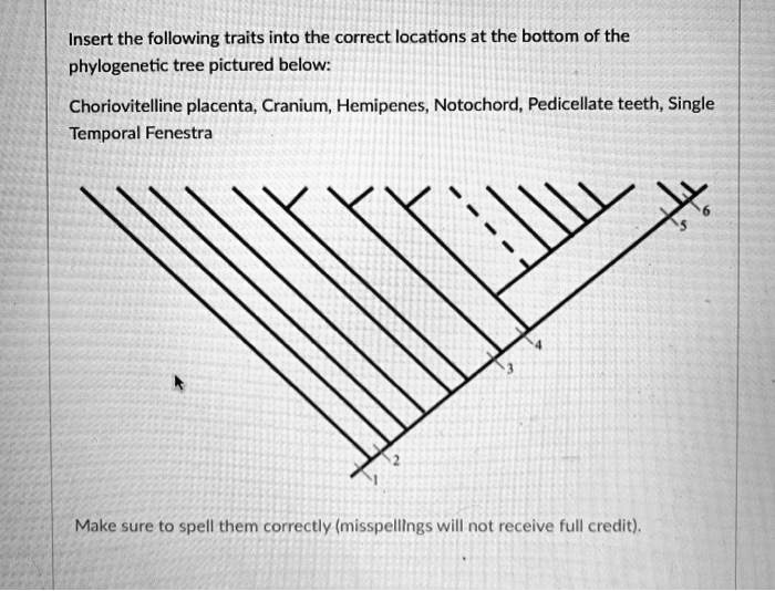 SOLVED:Insert the following traits into the correct locations at the ...