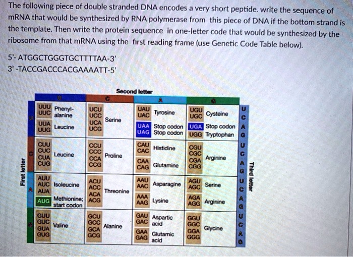 SOLVED: The following piece of double-stranded DNA encodes a very short peptide. Write the ...