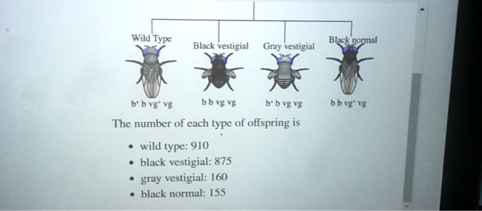 SOLVED: Wild Type Bleck nonnal Black vestigial Gny vestigial b" bvg" Vg ...
