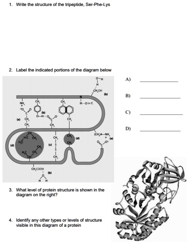 SOLVED: Write the structure of the tripeptide, Ser-Phe-Lys Label the ...