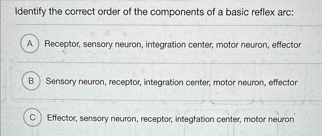 Identify the correct order of the components of a basic reflex arc: A Receptor, sensory neuron ...