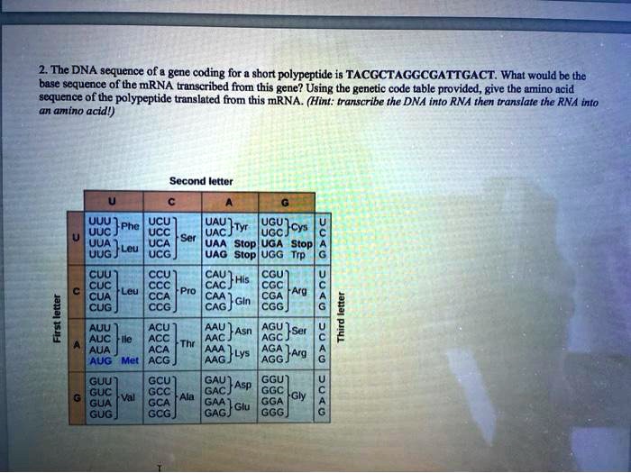 SOLVED: The DNA sequence of a gene coding for a short polypeptide is ...