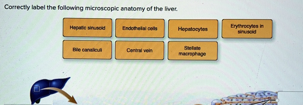 Correctly label the following microscopic anatomy of the liver. Hepatic sinusoid Endothelial ...