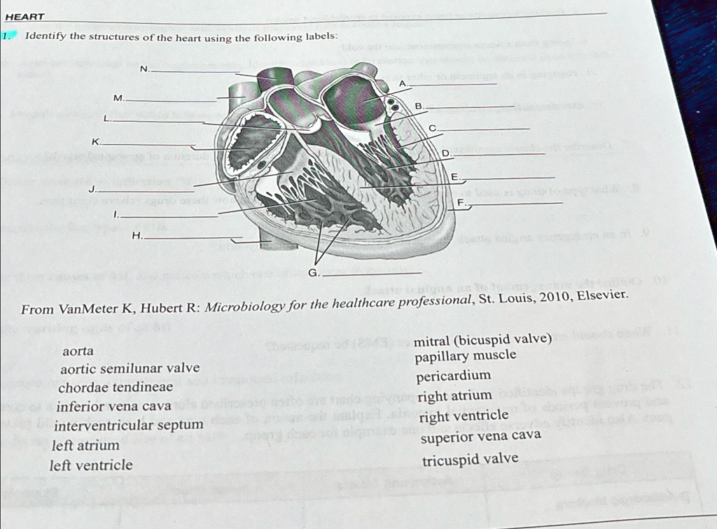 SOLVED: HEART Identify the structures of the heart using the following ...
