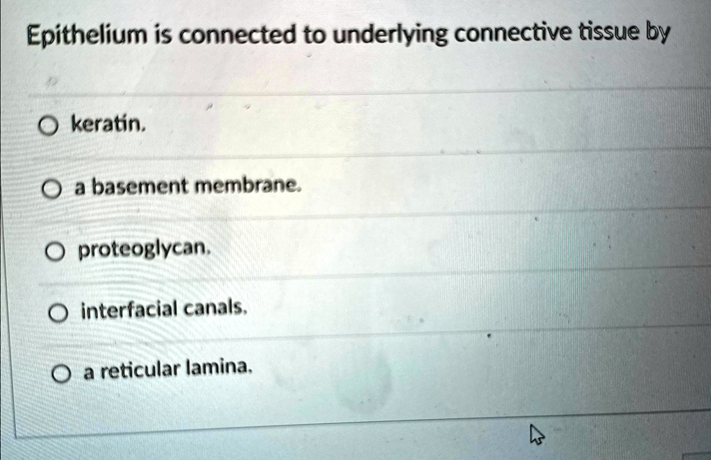 Epithelium is connected to underlying connective tissue by keratin. a ...