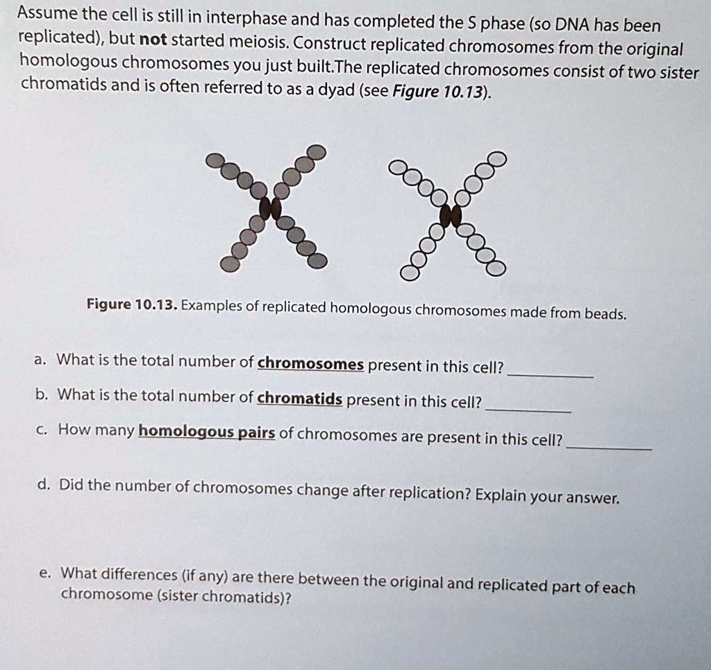 SOLVED: Assume the cell is still in interphase and has completed the S phase (so DNA has been ...