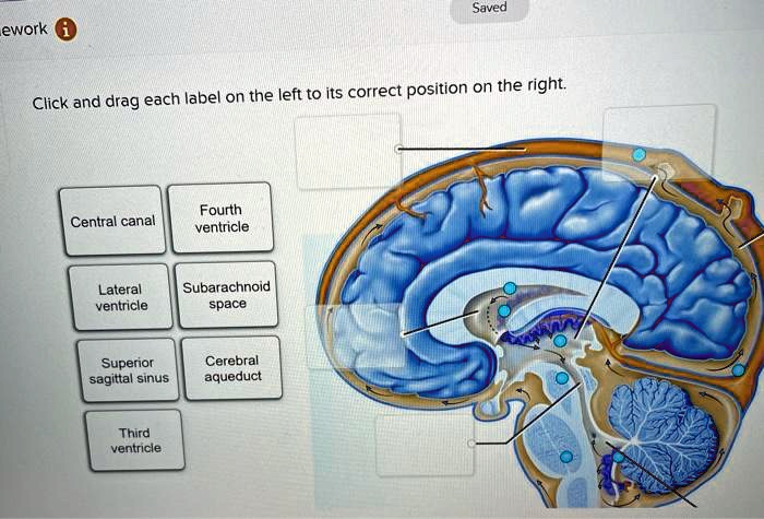 SOLVED: Click and drag each label on the left to its correct position on the right. - Fourth ...