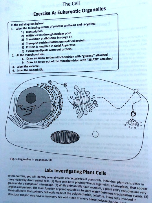 The Cell Exercise A: Eukaryotic Organelles In the cell diagram below: 1. Label the following ...
