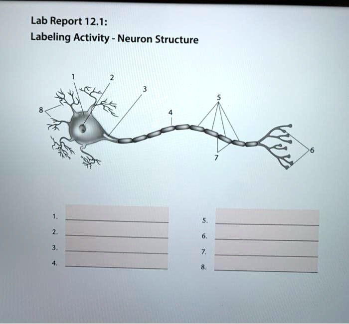SOLVED: Lab Report 12.1: Labeling Activity - Neuron Structure