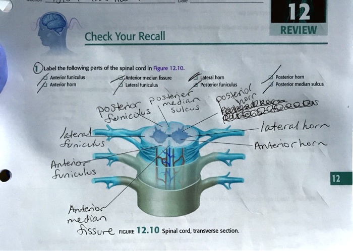 Check Your Recall 1 Label the following parts of the spinal cord in ...
