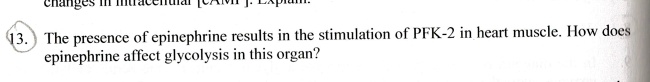 canges the presence of epinephrine results in the stimulation of pfk 2 ...
