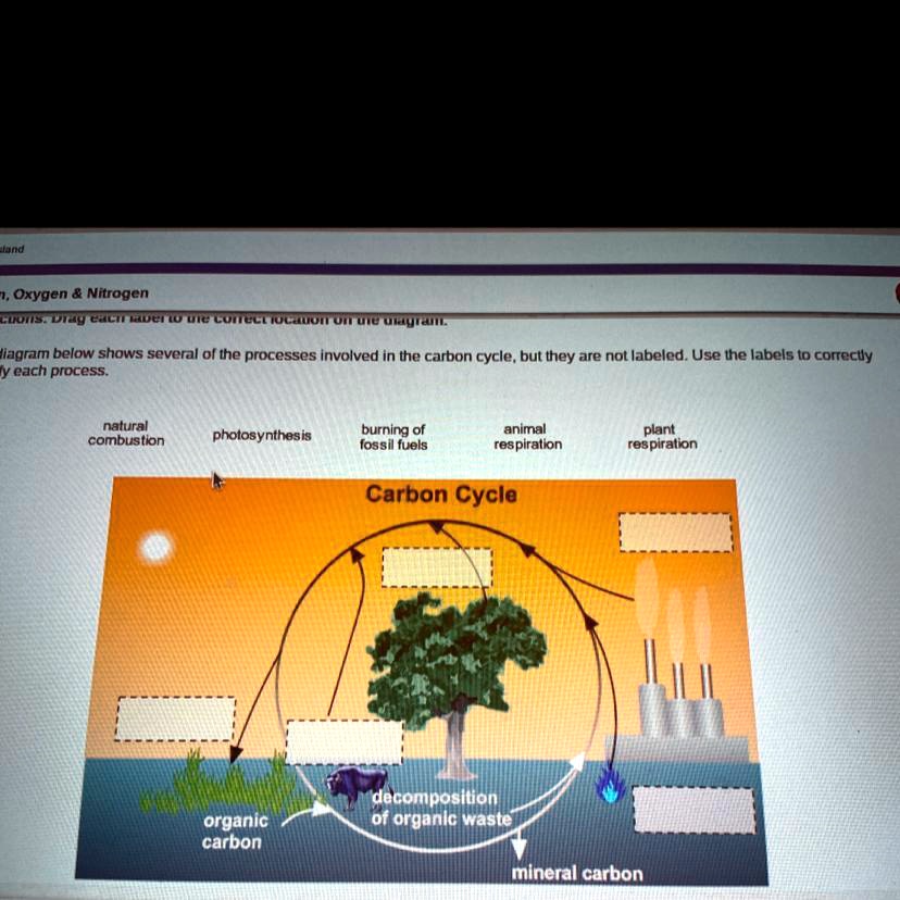 SOLVED: 'natural combustion photosynthesis burning of fossil fuels ...