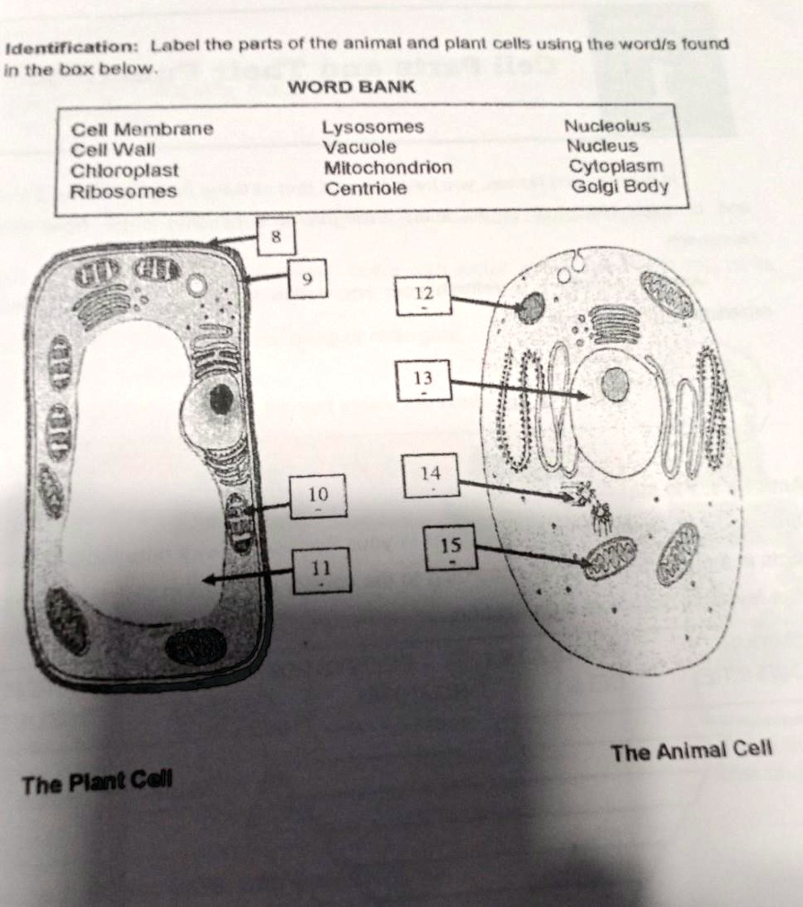 Identification: Label the parts of the animal and plant cells using the ...