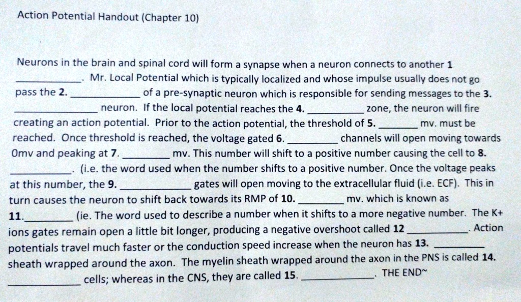 SOLVED: Action Potential Handout (Chapter 10) Neurons in the brain and ...