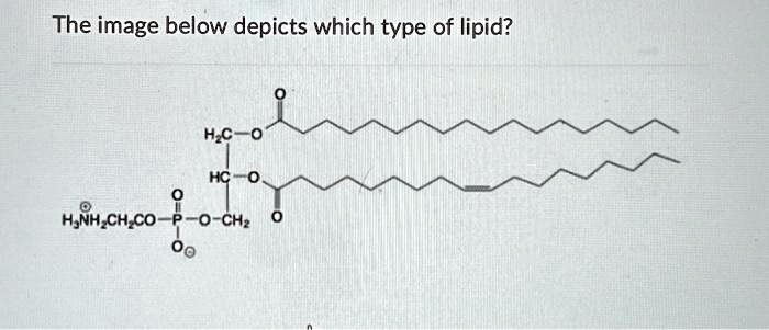 SOLVED: The image below depicts which type of lipid? H₂C-O HC O HẠNH,CH ...