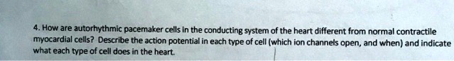 SOLVED: How are autorhythmic pacemaker cells in the conducting system ...