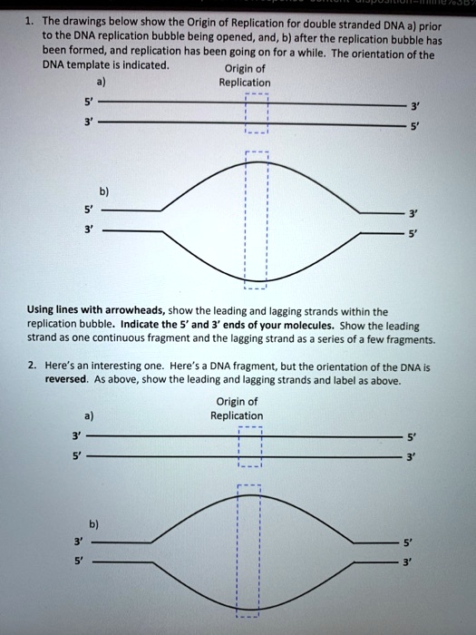 the drawings below show the origin of replication for double stranded ...