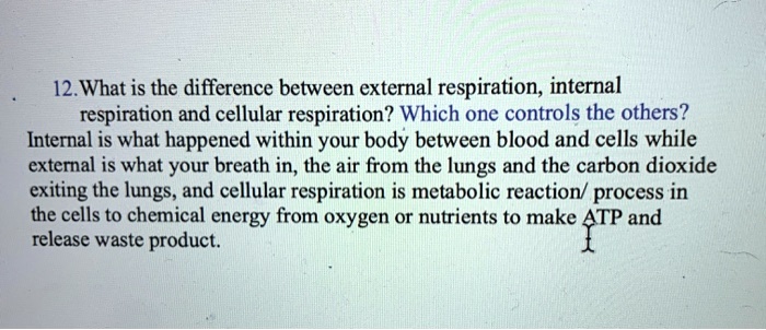 SOLVED: What is the difference between external respiration, internal ...