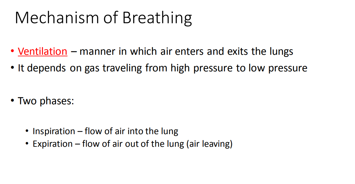 Mechanism of Breathing - Ventilation - manner in which air enters and ...